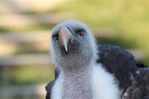 картинки крыло Дикая природа клюв Фауна Хищник хищная птица Крупным планом Позвоночный