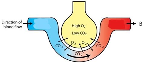 Alveoli Diffusion