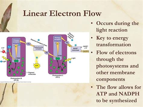Photosynthesis Chapter Ppt Download