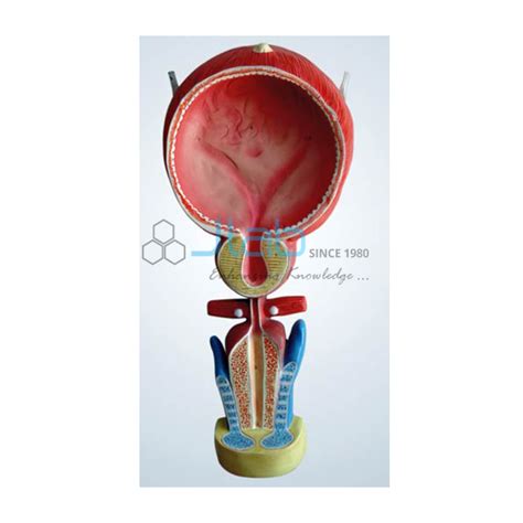 Expansion Model Of Human Teeth India Albania Tirane Algeria Algiers Andorra Andorra La