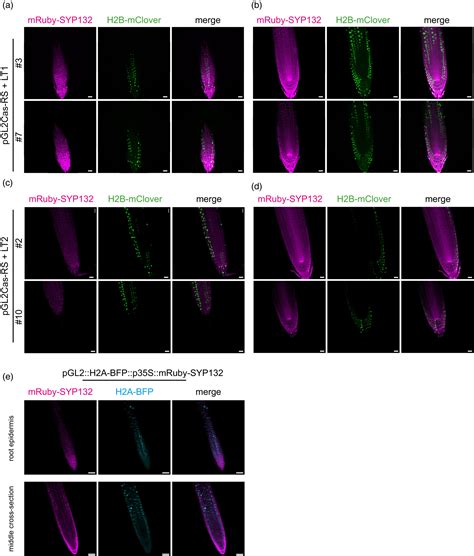 A Versatile Crispr‐based System For Lineage Tracing In Living Plants