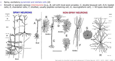 Visual Cortex Flashcards Quizlet