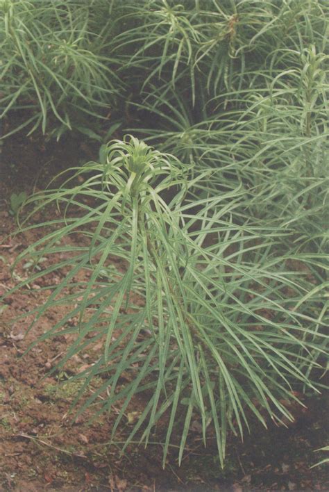 百合 中药学 医学