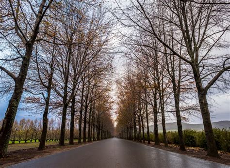 Tree Lined Road In The Winter PicFlick