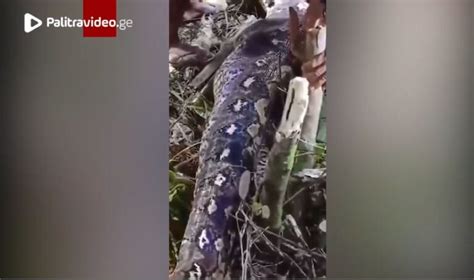 ვრცელდება უმძიმესი კადრები პითონმა 68 წლის ქალი შეჭამა “გველი მკვდარია მაგრამ ეს არ არის