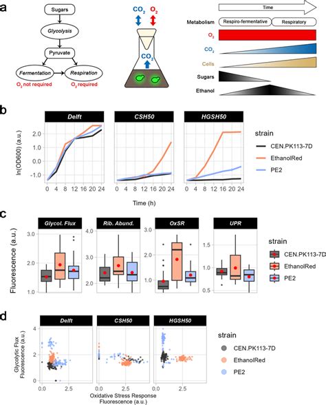 Growth Intracellular Parameters And Subpopulations In Aerobic Flask