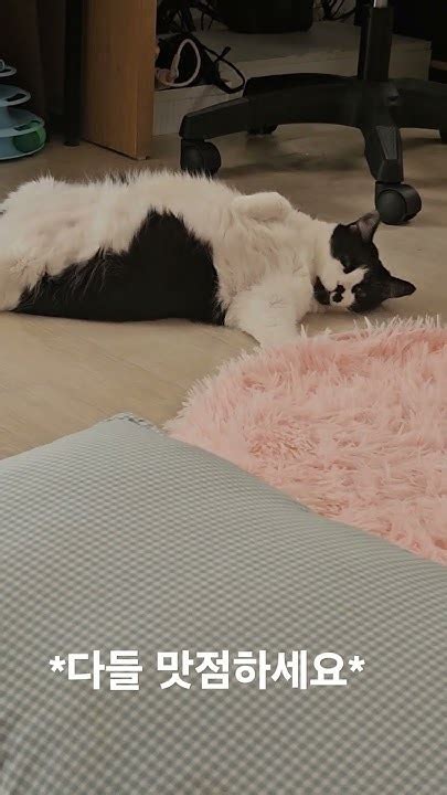 짜장 묻은 고양이 Youtube