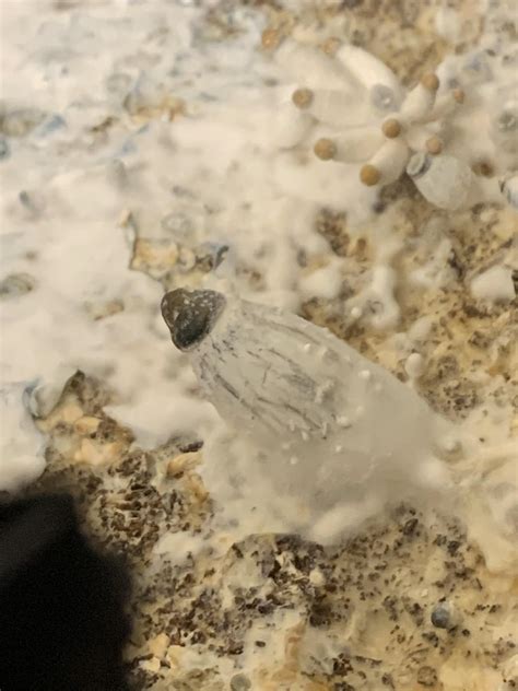 Abort Tek Expl In Replies R Experimyco