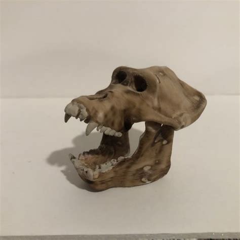 💀 Gigantopithecus Skull Not To Scale・free Stl File For 3d Printing・cults