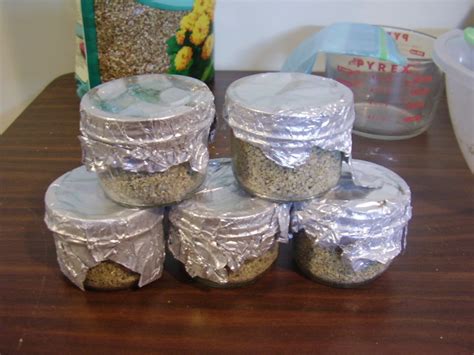 Brf Cake Guide Pf Tek Ultimate Mushroom Growing Guide Mushroom Growing