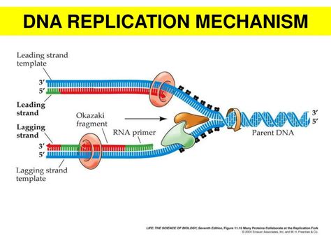 ppt nucleic acids dna and rna powerpoint presentation free
