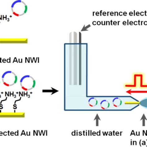 Schematic Illustration Of Experimental Design To Examine The Amount Of Download Scientific