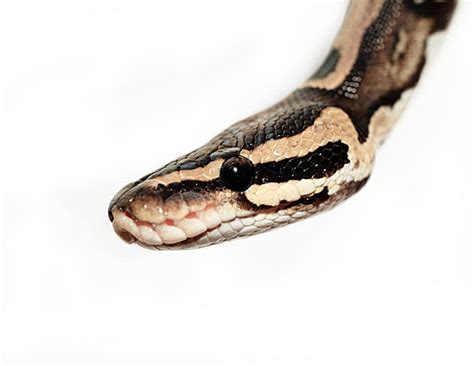 Royal Python Background Images Hd Pictures And Wallpaper For Free Royal Python Background Images Hd Pictures And Wallpaper For Free