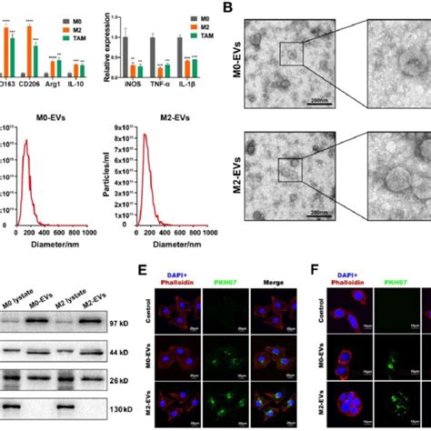 Characterization Of Macrophages And Their Evs A Rt Pcr Was Used To