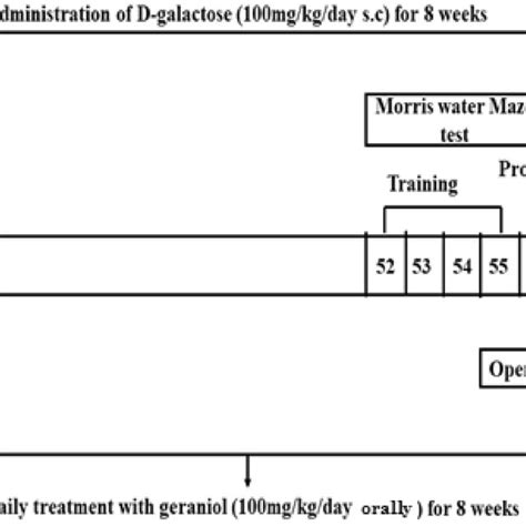 Simple Schematic Representation Of The Experimental Protocol Download