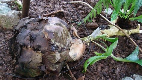 Plant Root Rot Symptoms