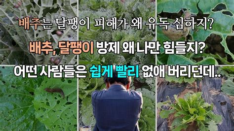 배추 농가라면 필수 달팽이 방제 스위스 달팽이약 악셀라로 끝내는 노하우 Youtube