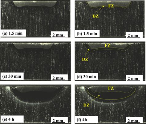 Stereo Microscope Images Showing The Cross Sections Including The Download Scientific Diagram