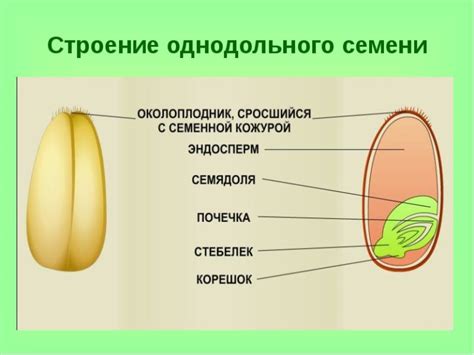 Сроки годности семян овощных культур без потери всхожести: таблица