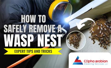 How To Safely Remove A Wasp Nest Expert Tips And Tricks Alpha Arabian Cleaning Services LLC UAE