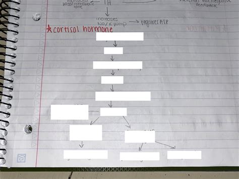 Cortisol Feedback Loop Diagram Quizlet