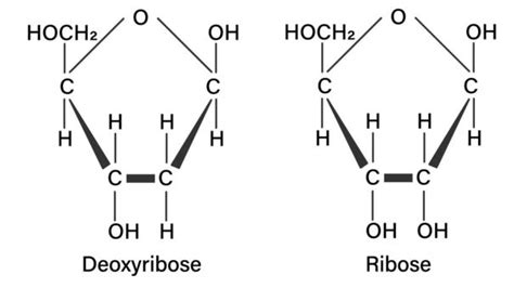 Ribose And Deoxyribose Ribose Deoxyribose