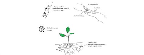 Activities Of Trichoderma Spp In Rhizosphere Against R Solani Sketch Download Scientific