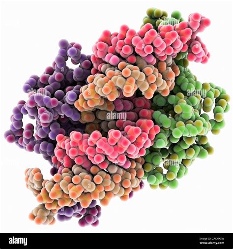 Rna Interference Viral Suppressor And Rna Computer Model Showing The Molecular Structure Of The