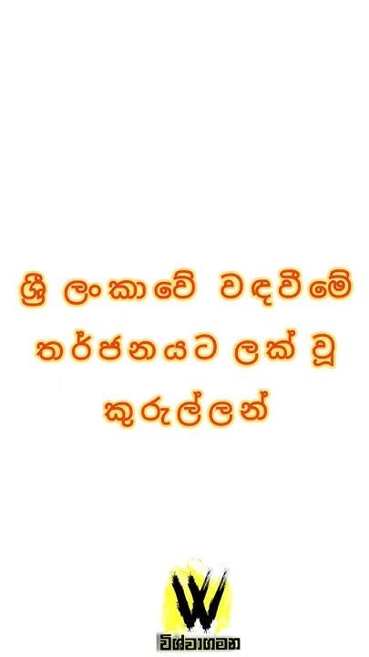 ලංකා⁣වට අහිමිවෙන කුරුල්ලන්😓😥😢😭 Youtubeshorts Shorts Birds Srilanka Education Status