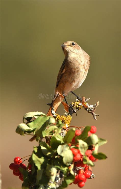 Real Redhead Stock Image Image Of Fallow Biologaaeaa