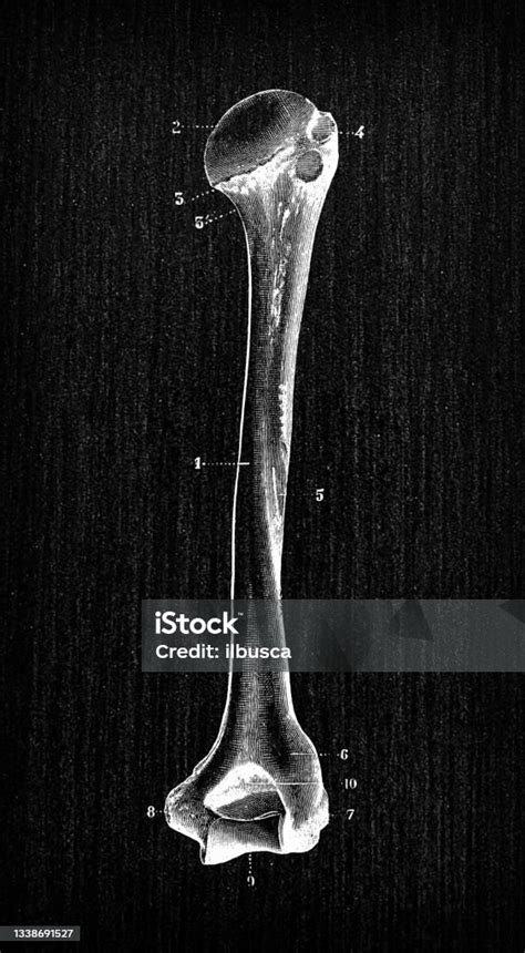 Antique Illustration Of Human Body Anatomy Bones Humerus Stock