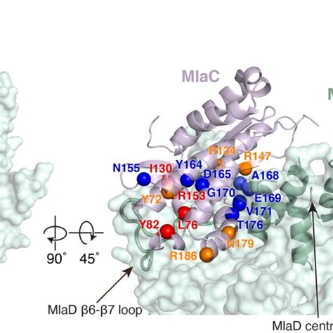 A Model For Mlac Interaction With Mlad And Mlaa For Lipid Transport In Download Scientific