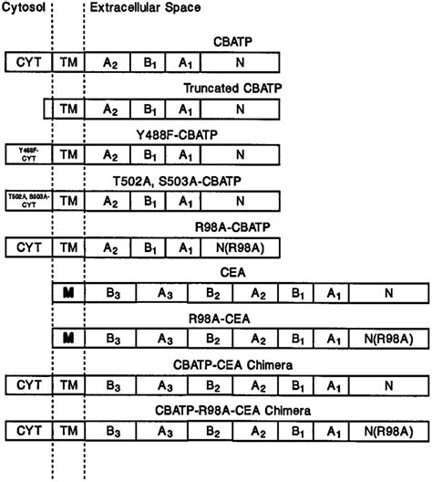 Schematic Diagram Of Wild Type Mutant And Chimeric Cbatp And Cea Download Scientific Diagram