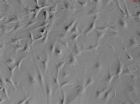 Mouse Astrocytes Cerebellar From C BL