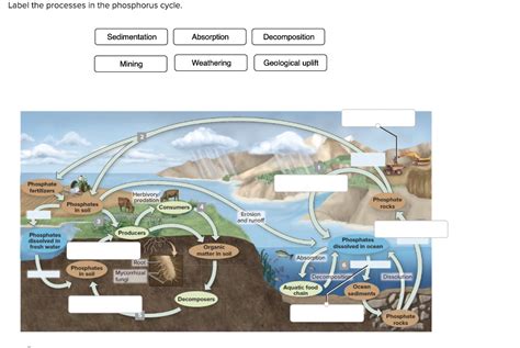 Label The Processes In The Phosphorus Cycle