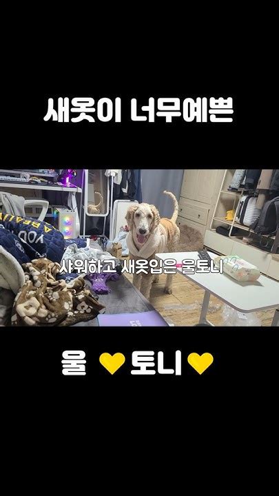 입양 3일차 새옷입은 우리 토니푸들 스탠다드푸들 유기견 유기견입양 댕댕이 댕댕이산책 푸들은사랑입니다 푸들키우기 입양 댕댕이 댕댕이산책 스탠다드푸들