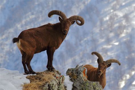 აღმოსავლეთ კავკასიური ჯიხვი Capra Cylindricornis