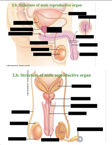 Male Reproductive Structure Diagram Quizlet