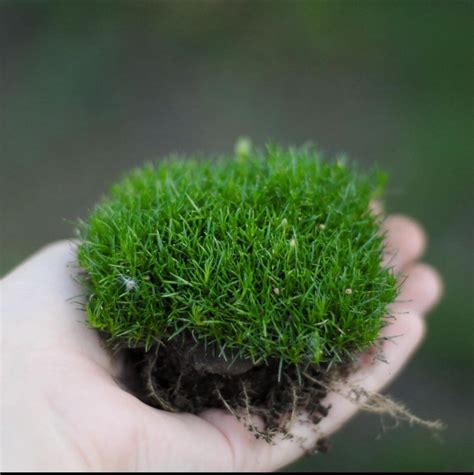 Roslyny Ukraine До вашої уваги мшанка 10 грн штучка 💚💚💚💚 Мшанка для озеленення великих