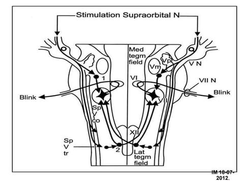 Blink Reflex Nerve Conduction Velocity Test Pptx