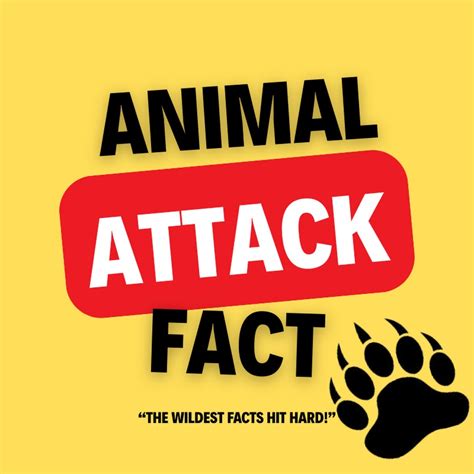 Animal Fact Attack Youtube