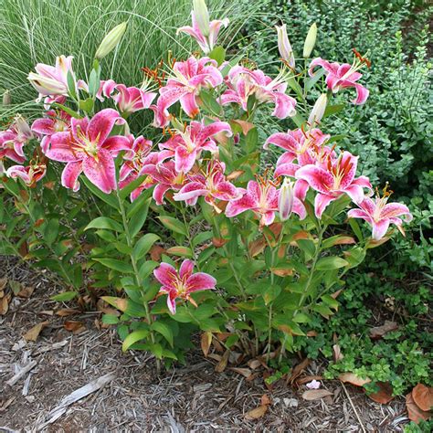 What Month Do Lilies Bloom? A Complete Guide for Gardeners. - My Heart Lives Here