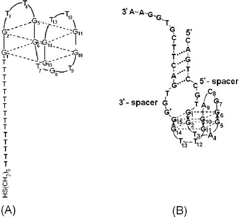 Structures Of Dna Aptamers That Selectively Bind Thrombin In Its Download Scientific Diagram