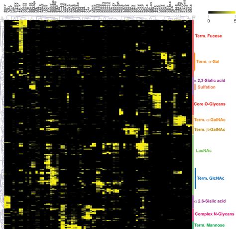 Heatmap Of Glycan Binding Data Z S Scores Data Were Clustered Using