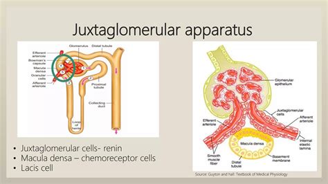 Renal Physiological Function Pptx Renal Physiological Function Pptx