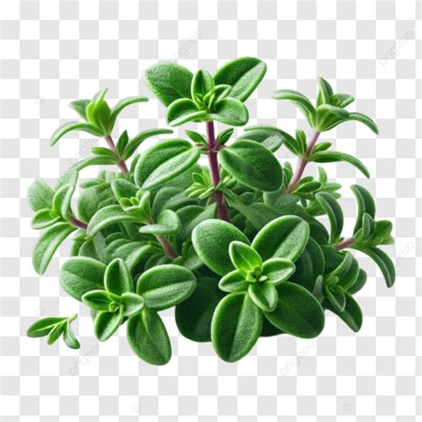 두꺼운 잎과 보라색 줄기가있는 무성한 녹색 화분에 투명한 배경에 분리되어 있습니다 녹색 화분 두꺼운 잎 투명한 배경 Png 일러스트 및 이미지 에 대한 무료 다운로드