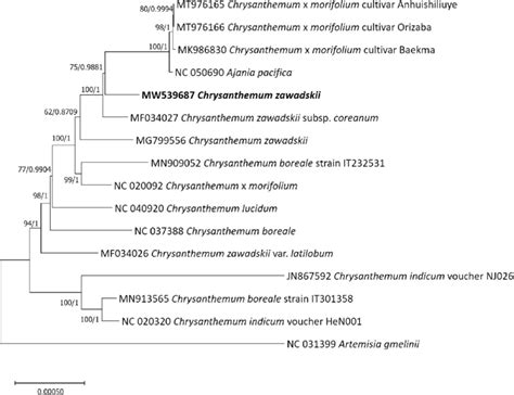 Maximum Likelihood Phylogenetic Tree And Bayesian Inference Tree Were Download Scientific