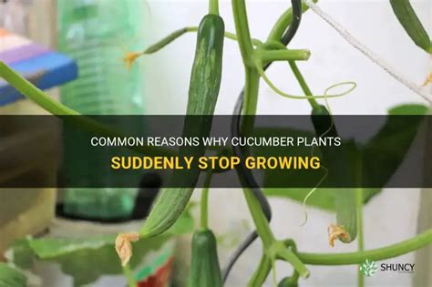 Common Reasons Why Cucumber Plants Suddenly Stop Growing Shuncy