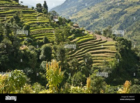 Terrace Land