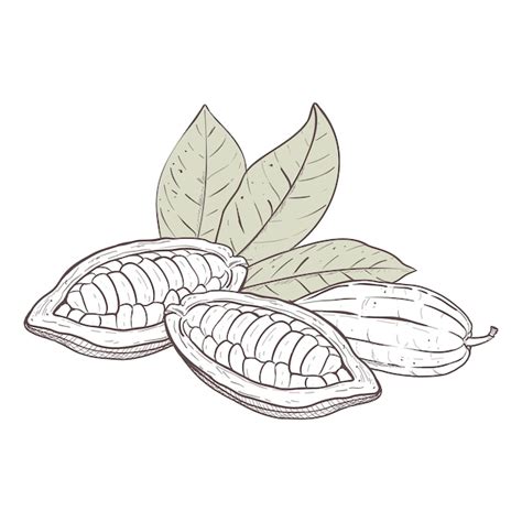 Premium Vector Vector Illustration Set Of Grey Cocoa Leaves Raw Unpeeled Beans Black Outline
